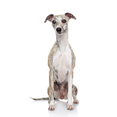 Chart angielski (Whippet) | Podstawowy Opis Rasy Psów - PetBox